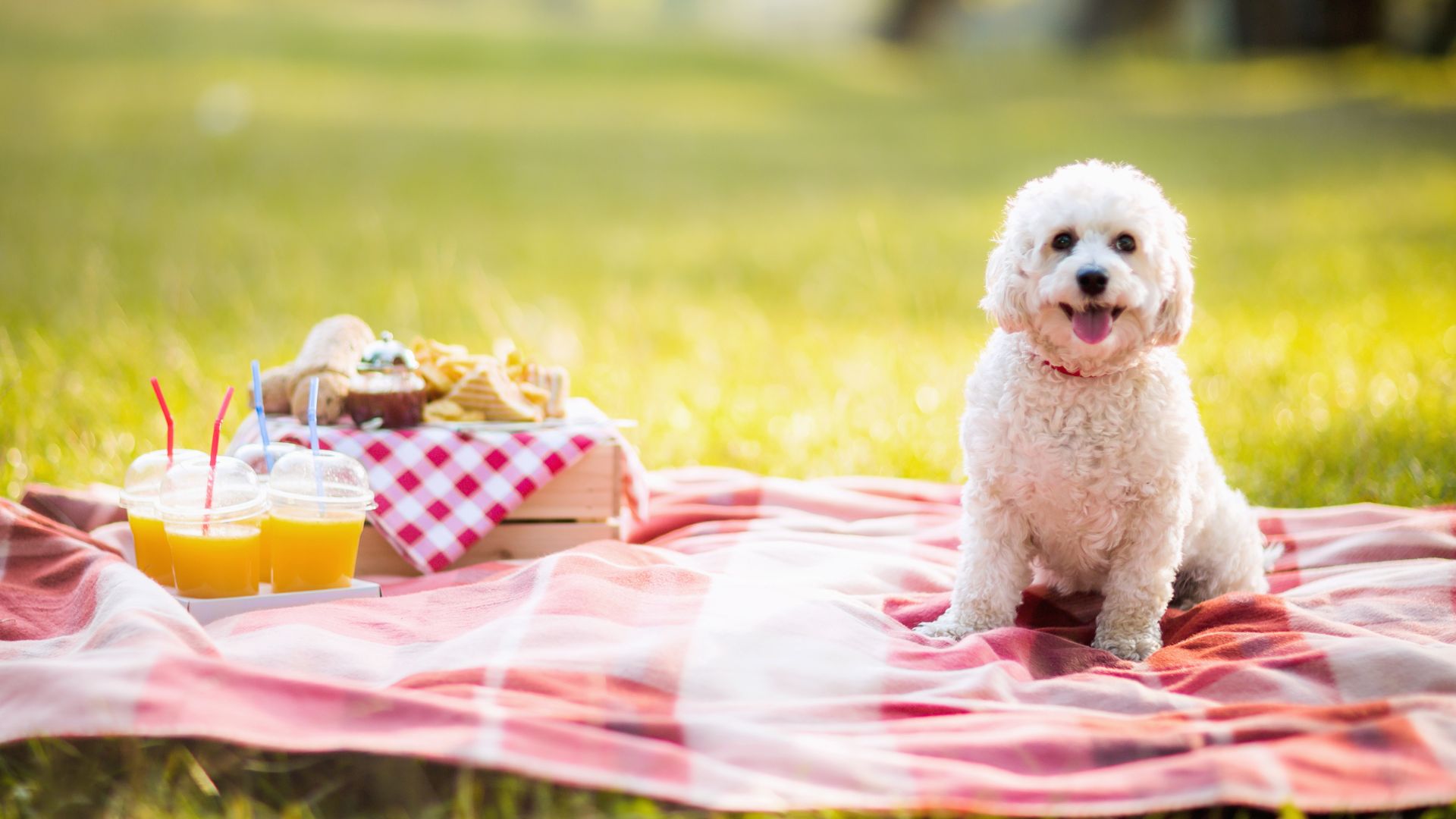 Rock Island Animal Hospital FAQs