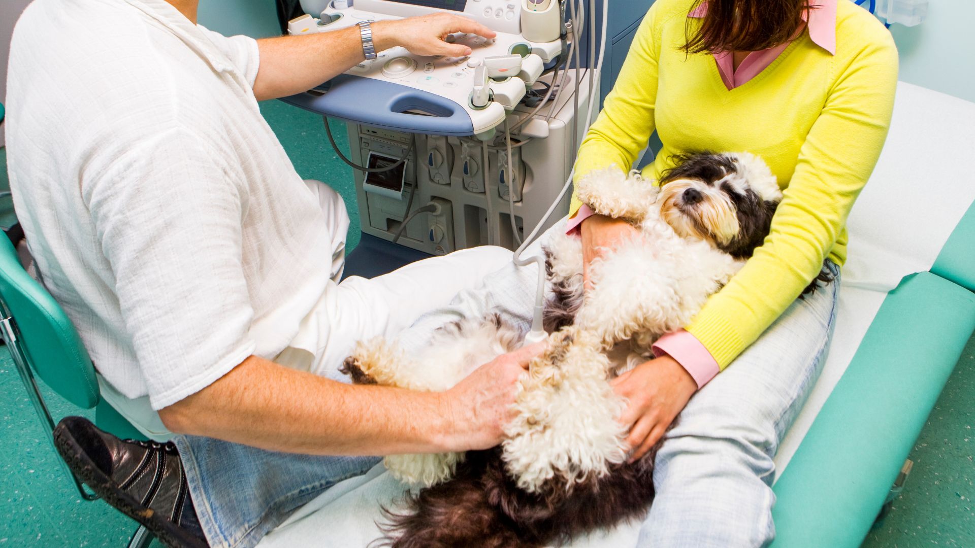 Pet Ultrasound And Digital Radiographs In Rock Island, IL 61201 | Rock ...